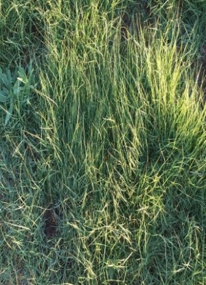 Dryland Pasture Mix | Drought Tolerant Pasture Grass Seed