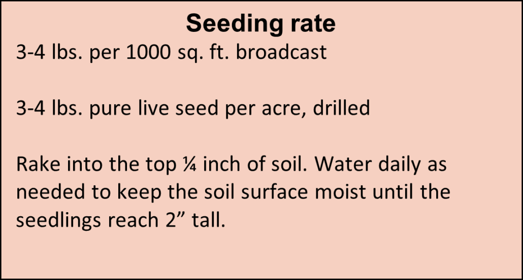 Native Turf Grass Mix | Grass seed and wildflower mixes