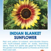 Drought Tolerant Collection | Wildflower Daisy Seeds