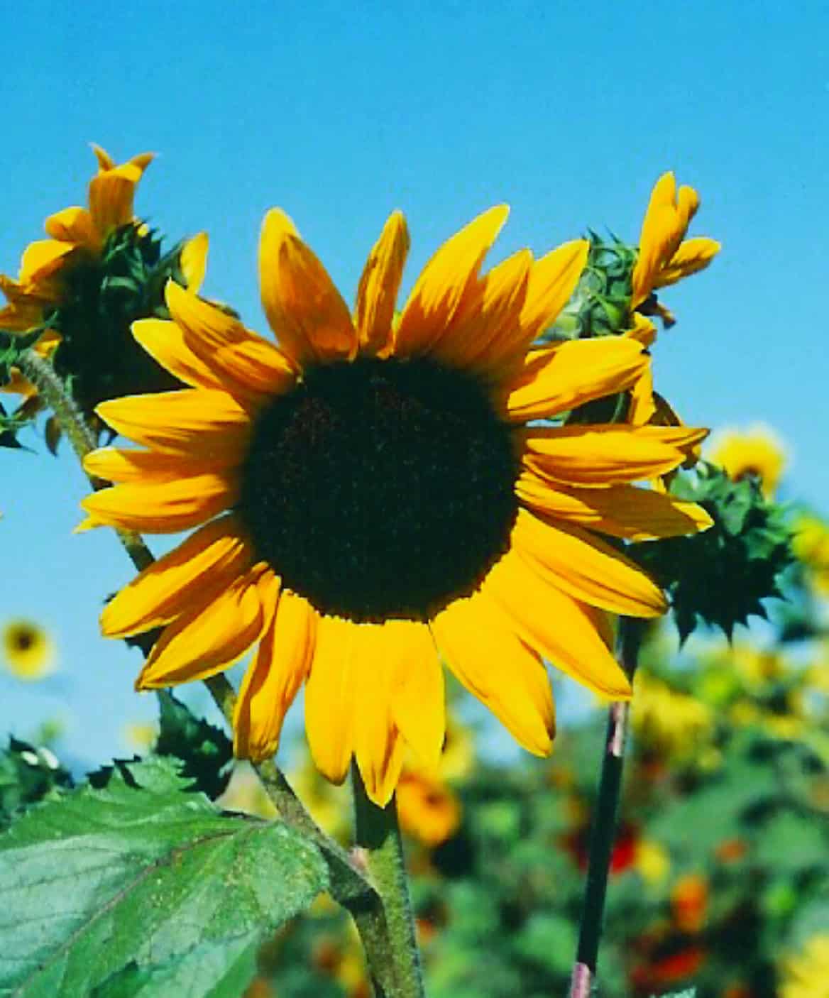 Lemon Queen Sunflower