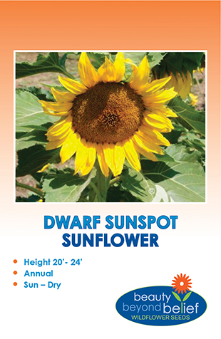 Dwarf Sunspot Sunflower Seeds | Annual Wildflower Seeds