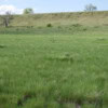 Colorado Native Grass Seed Mix | BBB Seed