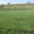 Colorado Native Grass Seed Mix | BBB Seed