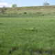Colorado Native Grass Seed Mix | BBB Seed