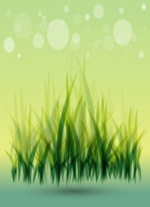 Dryland Pasture Mix | Drought Tolerant Pasture Grass Seed