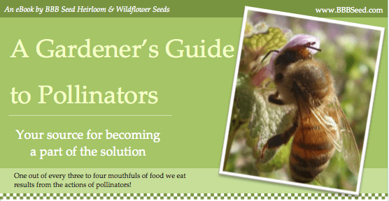 A Gardener's Guide to Pollinators EBook | BBB Seed