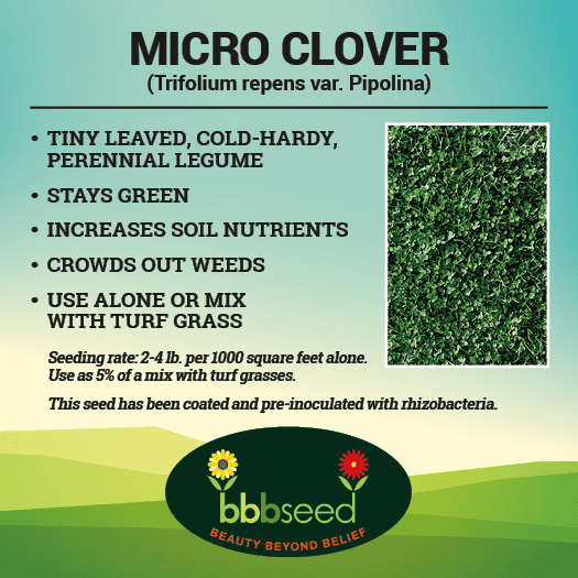 Micro Clover | Lawn Grasses | Cover Crops