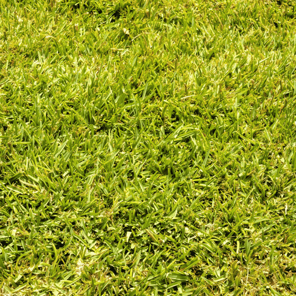 TOP 5 Low-Maintenance Grasses and Grass Alternatives | BBB Seed