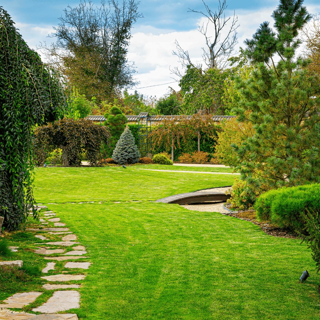 5 Low Maintenance Grasses and Grass Alternatives | BBB Seed