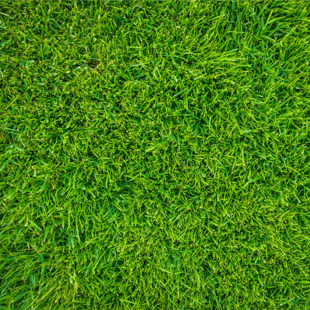 5 Low Maintenance Grasses and Grass Alternatives | BBB Seed
