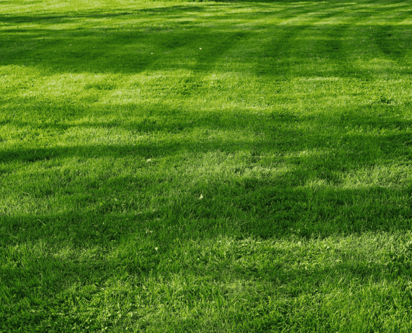 10 Best Types of Grass Seed for Direct Sun, Compared