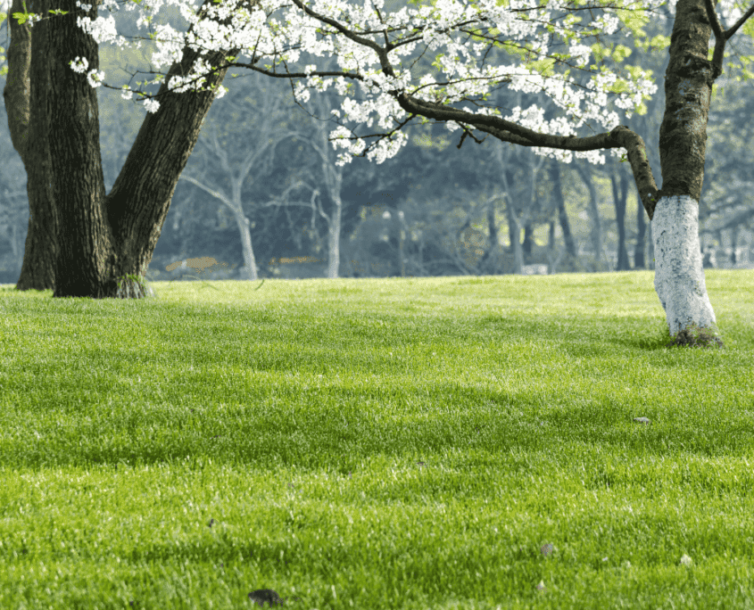 Exposed! #1 Grass Seed for Shade and Sun | BBB Seed