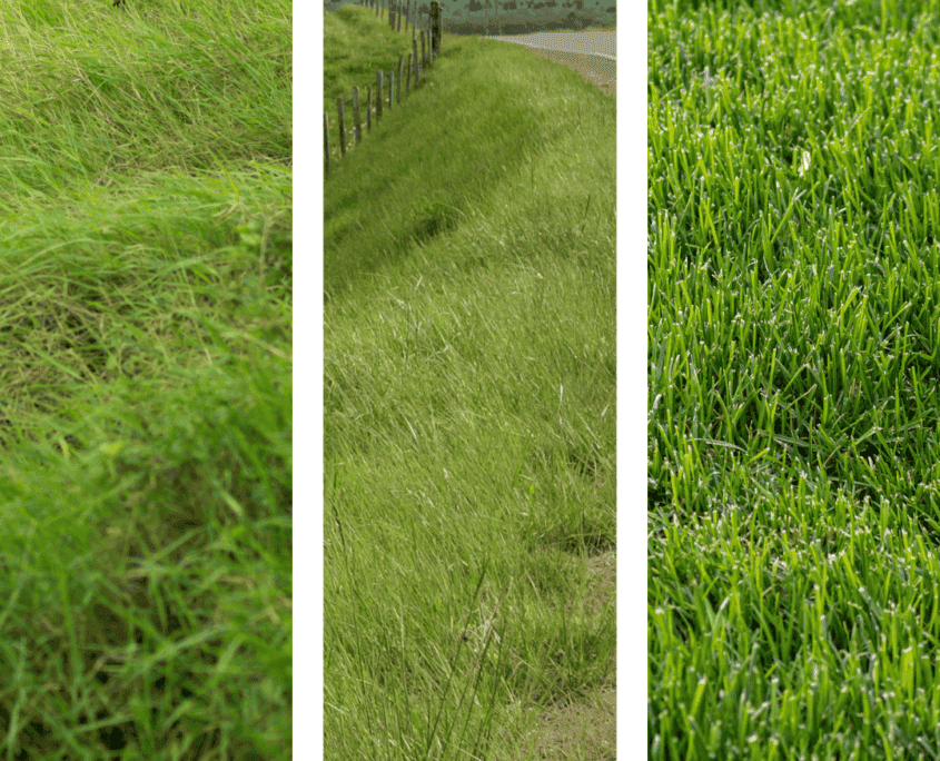Low Growing Fescue: 3 Beautiful and Easy to Maintain Options for Your ...