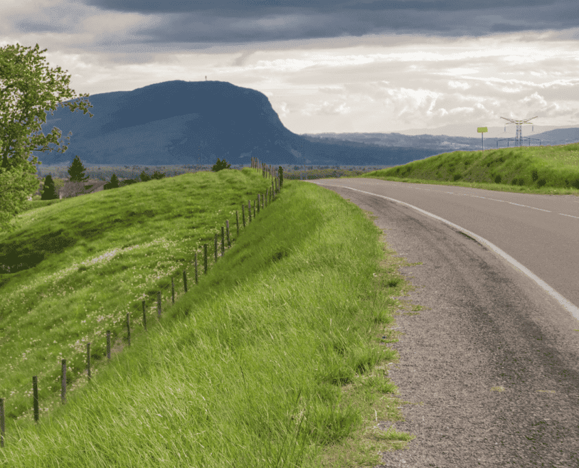 Low Growing Fescue: 3 Easy to Maintain Options for Your Lawn