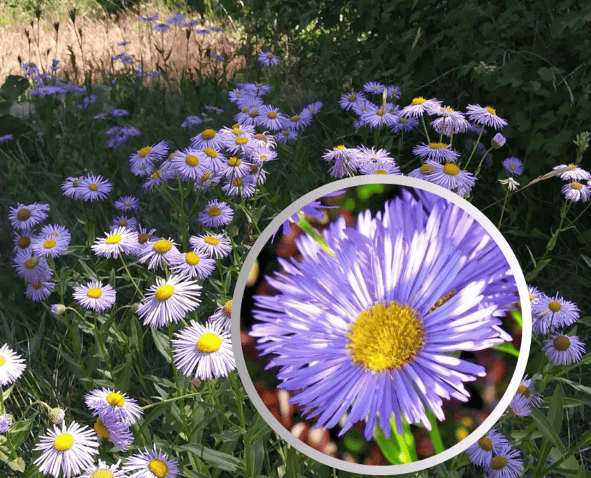 The Perfect 19 Plants for Honey Bees - Beekeeper Dream Mix