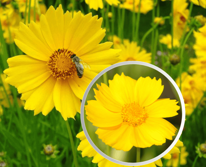 The Perfect 19 Plants for Honey Bees - Beekeeper Dream Mix