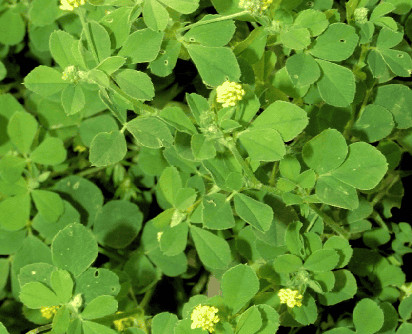 12 Most Common Types of Grass Weeds in the US - With Pictures