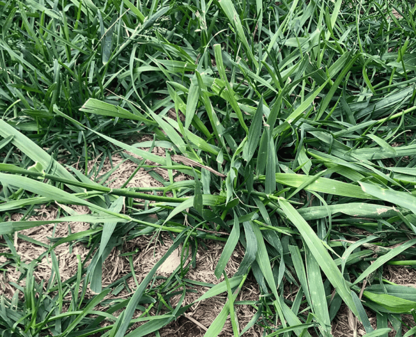 12 Most Common Types of Grass Weeds in the US - With Pictures