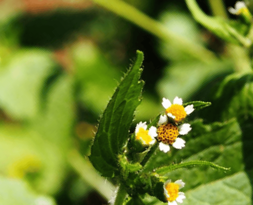 12 Most Common Types of Grass Weeds in the US - With Pictures