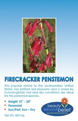 Penstemon, Firecracker - Penstemon eatonii | Wildflower Seeds