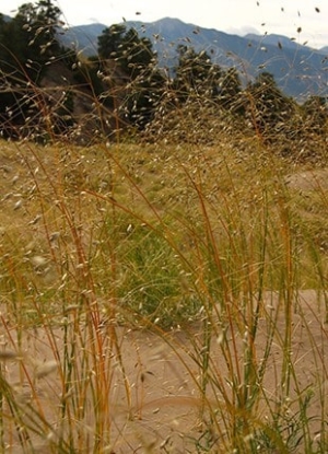 Indian Ricegrass Seed - Achnatherum Hymenoides | Wildflower Seeds